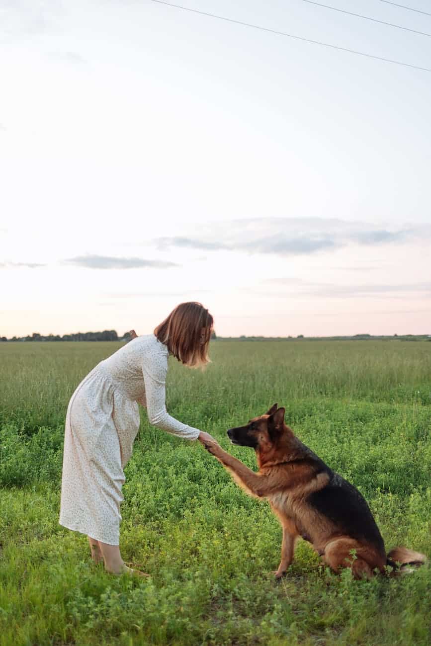10 Best Dog Breeds For First Time Owners - Life with Chevy