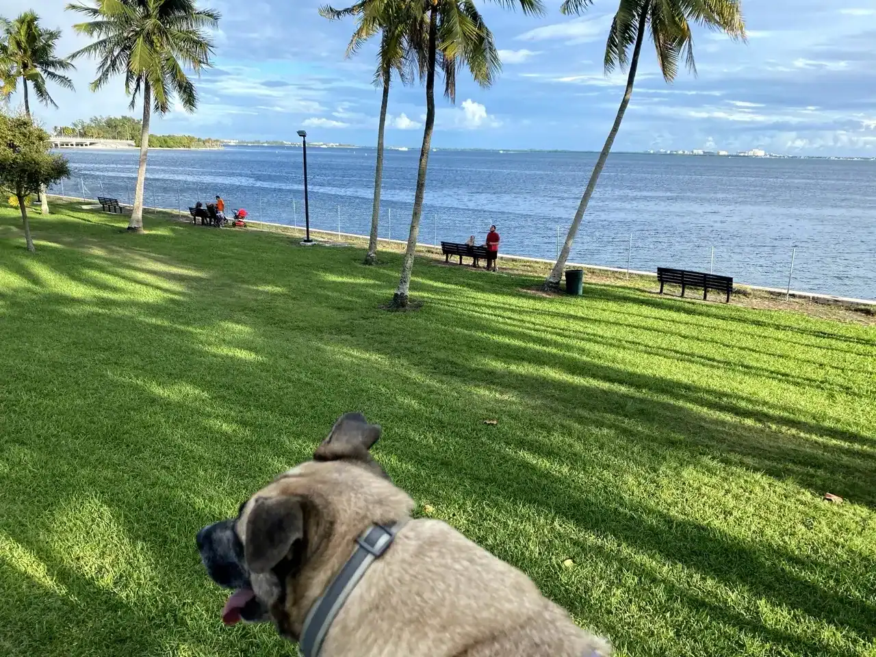 13 Ideas of How to Spend This Summer With Dogs (one for every week) 🐕☀️ ...