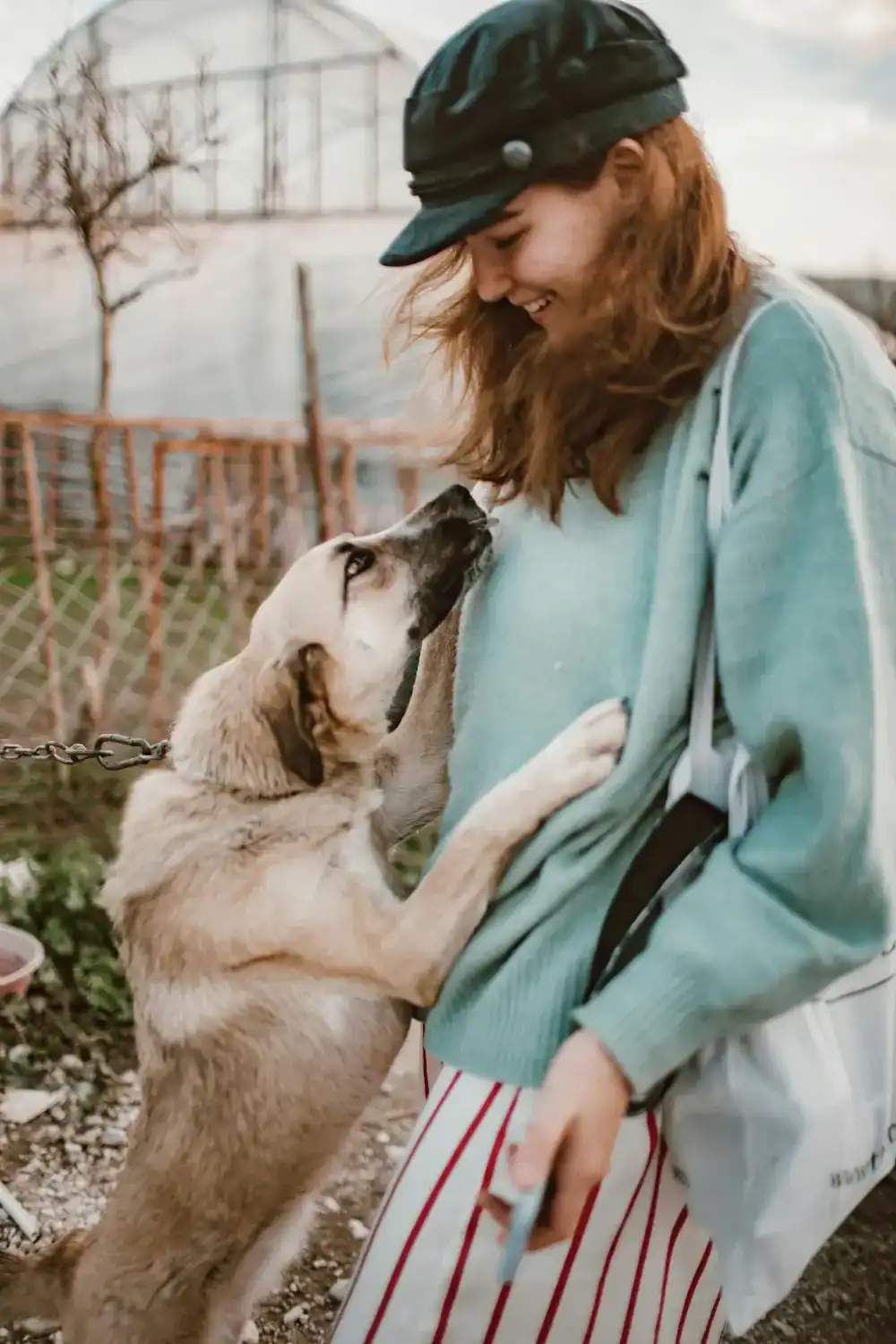 5 Best Dog Breed For First Time Owners - Life with Chevy