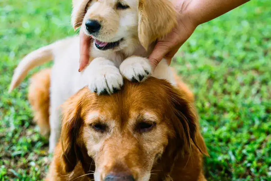 101 Fun Things to Do with Your Dog Before They Die - Life with Chevy