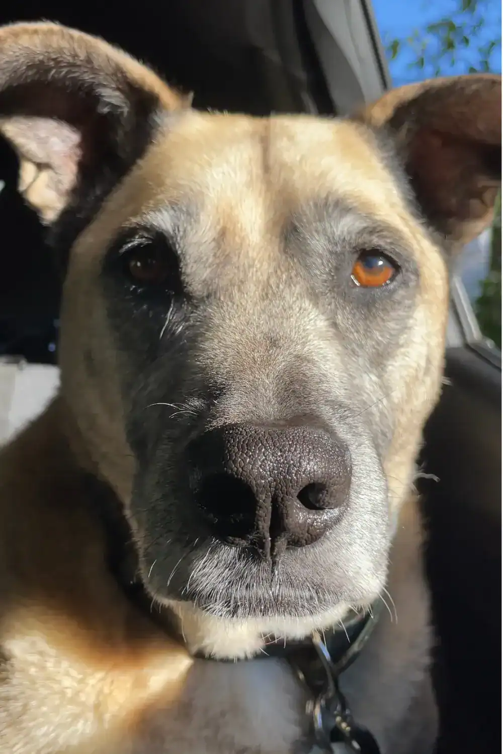 The Rescue Dog 3 3 3 Rule When Adopting a Dog - Life with Chevy