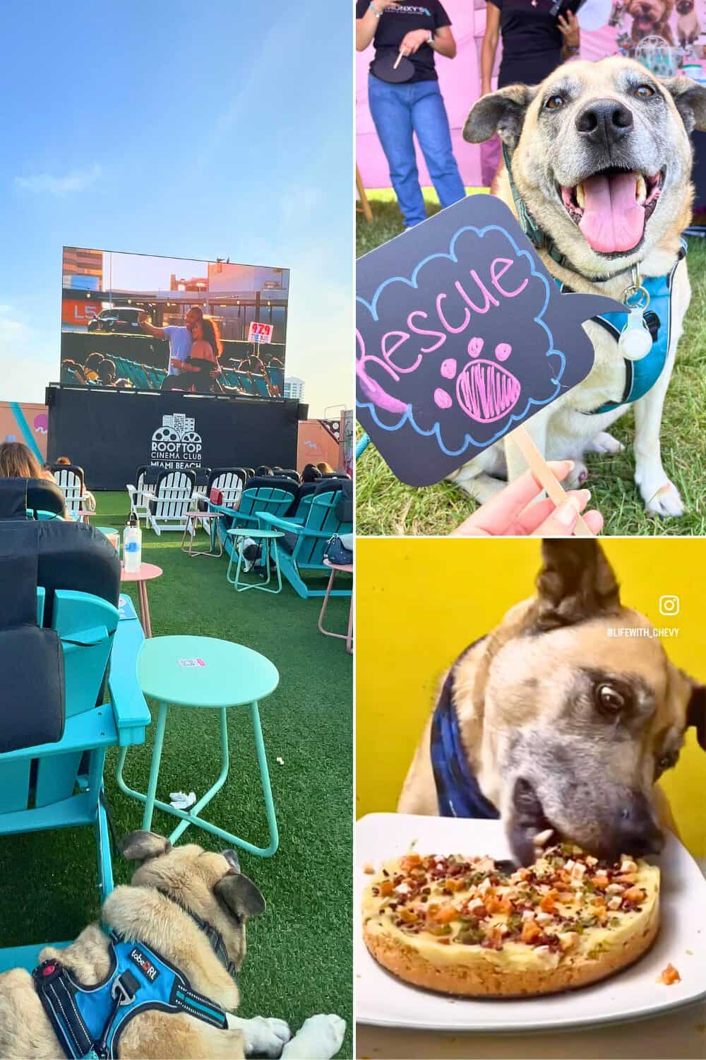 9 Ways to Celebrate Happy Dog Day this 2024 - Life with Chevy