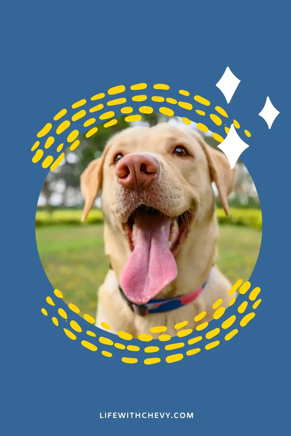 65+ Male Dog Names for Yellow Labs That Totally Suit Your Golden Boy ☀️ ...