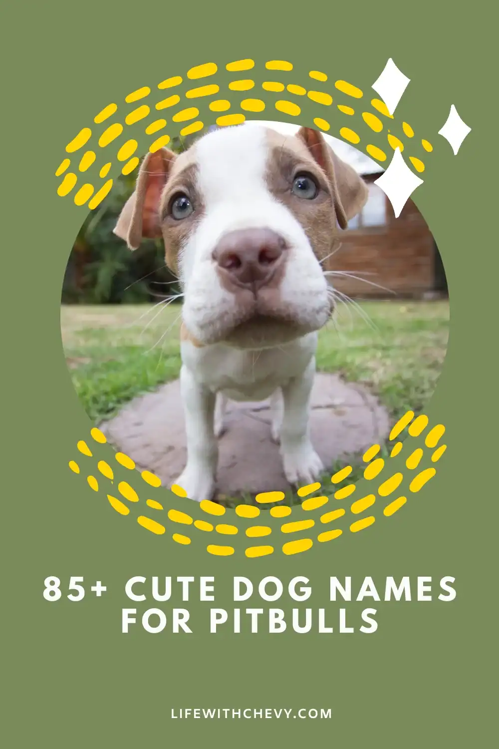 Cute Dog Names for Pitbulls: 85+ Sweet & Strong Picks for Your Pup 🐶 ...