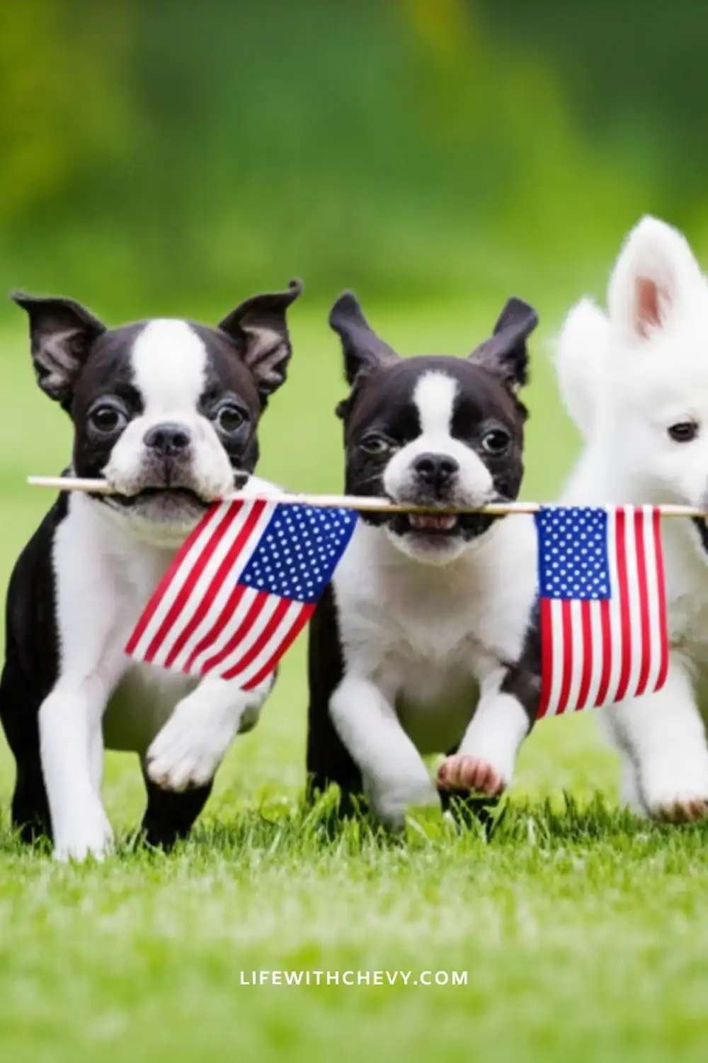 85+ American Dog Names That Are Patriotic, Popular, and Perfect for ...
