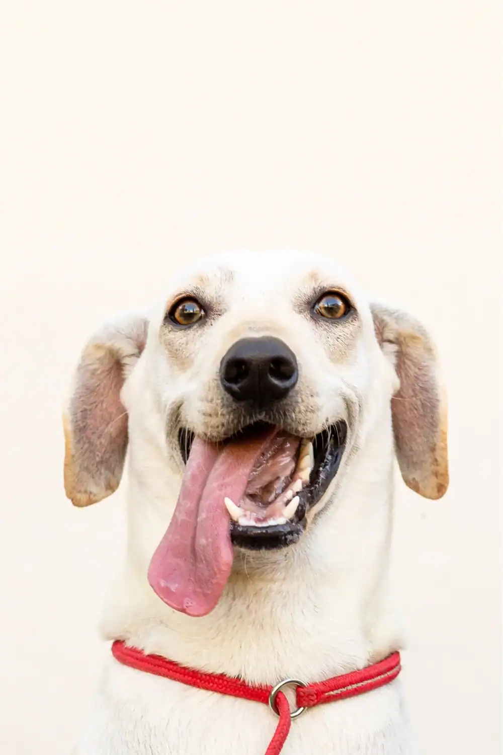 Stop Googling "Dog Names" – These 85+ Rescue Dog Names Are All You Need ...